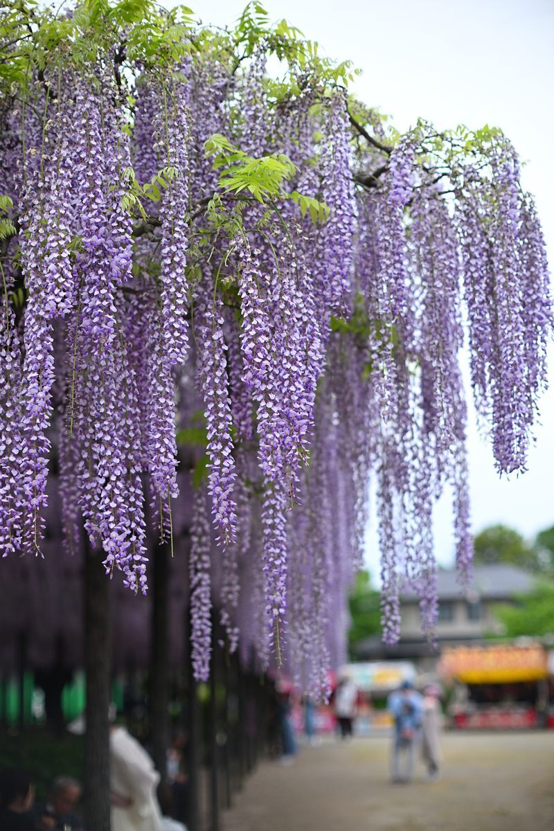 GW前半終了: 新・わーるういんどのメタボな毎日